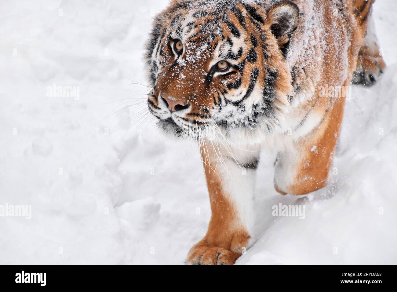 Siberian tiger in winter hi-res stock photography and images - Alamy