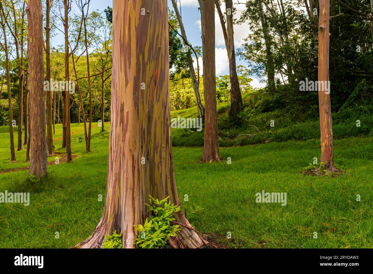 Patterns of tree trunks of the colorful bark of rainbow eucalytpus ...