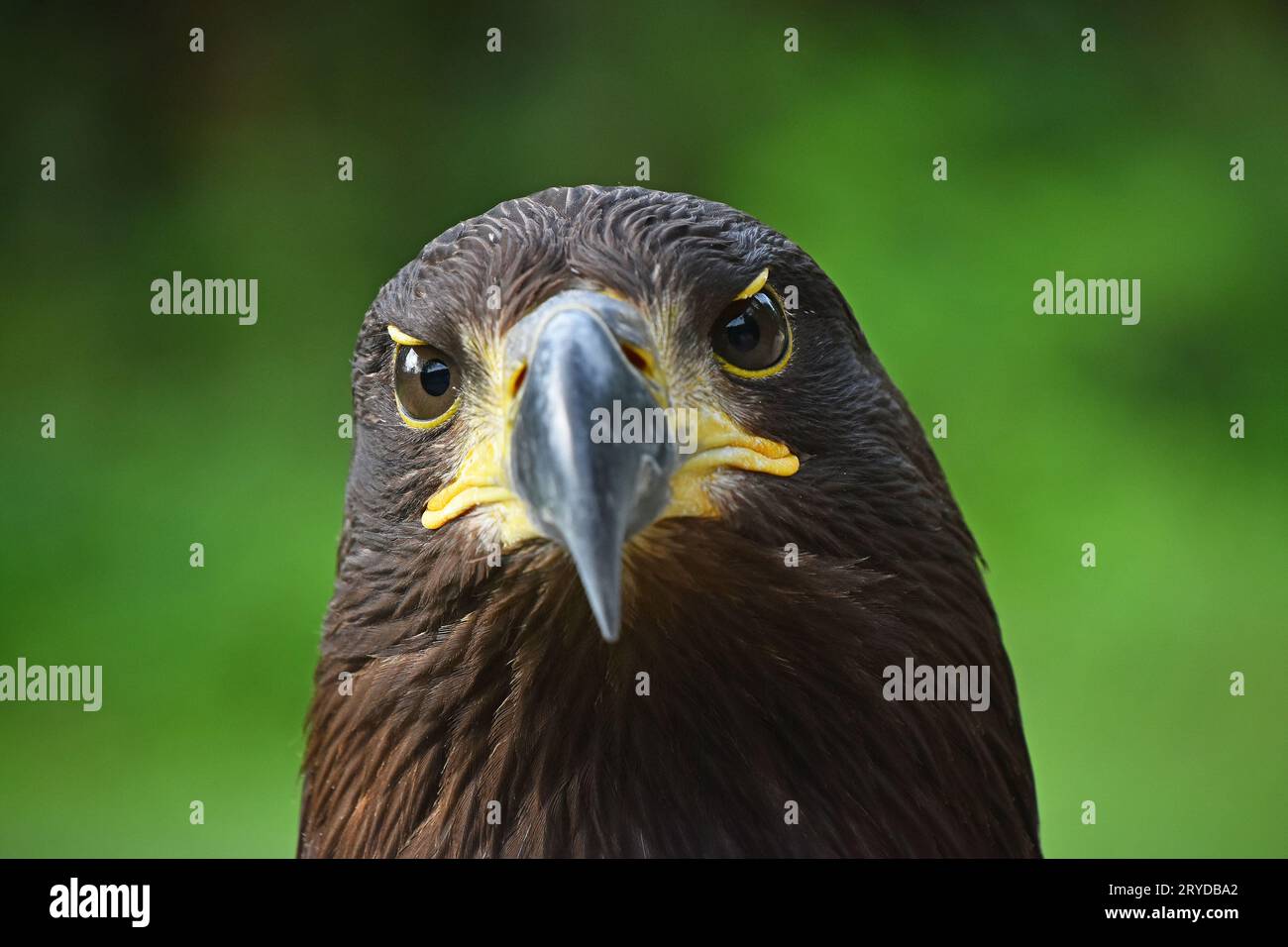 Closeup front low angle hi-res stock photography and images - Alamy