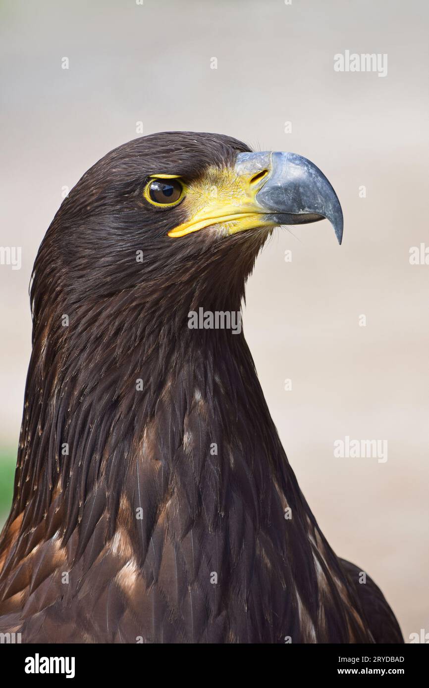 Golden eagle side view hi-res stock photography and images - Alamy