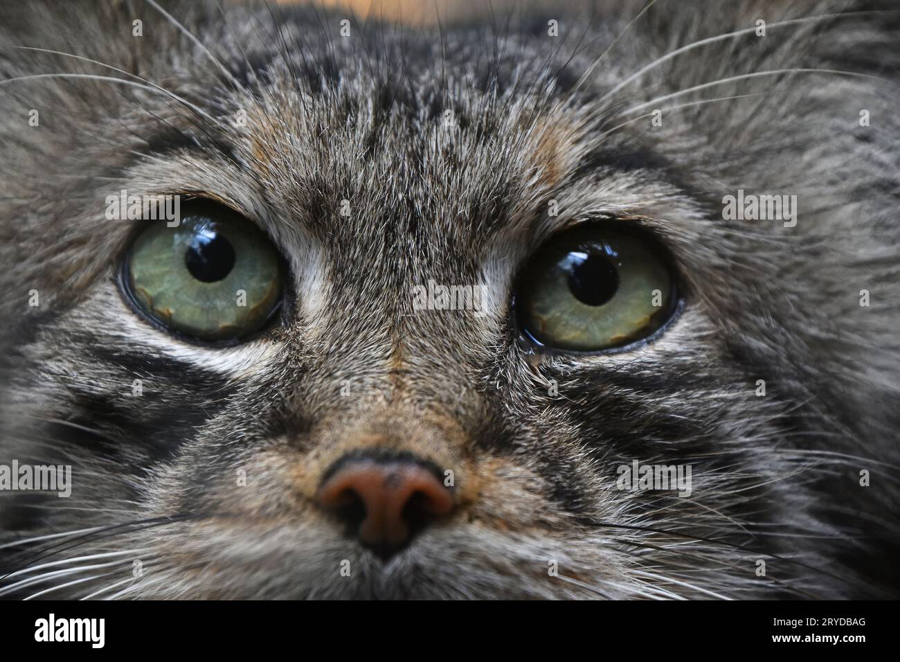 Extreme conservation hi-res stock photography and images - Alamy