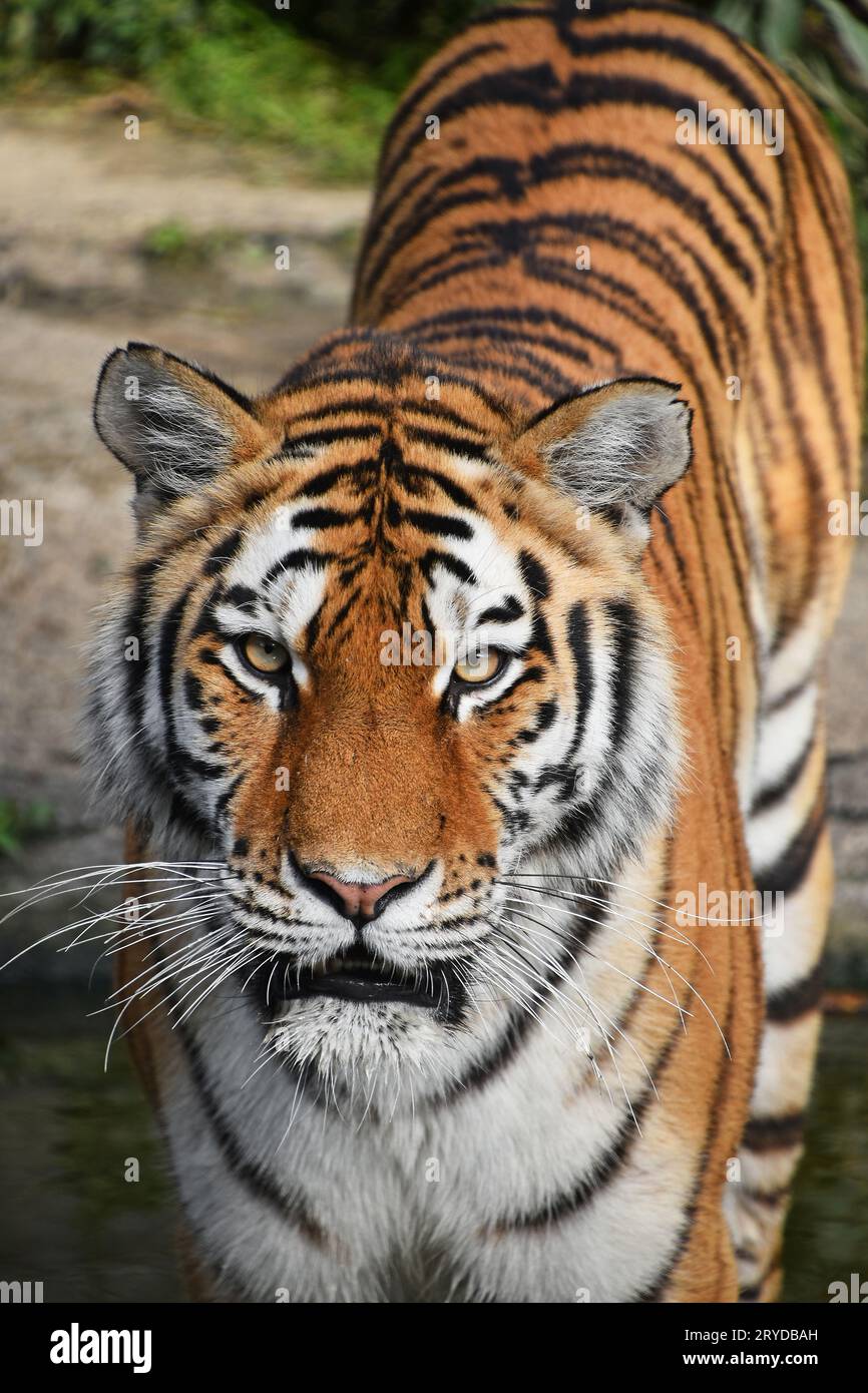 Tiger head front view hi-res stock photography and images - Alamy