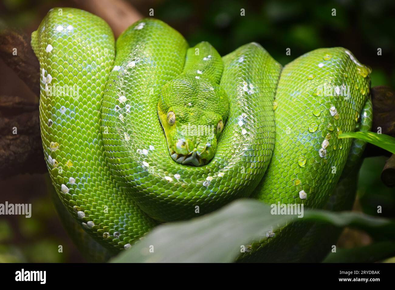 Green tree python (Morelia viridis) close up Stock Photo - Alamy