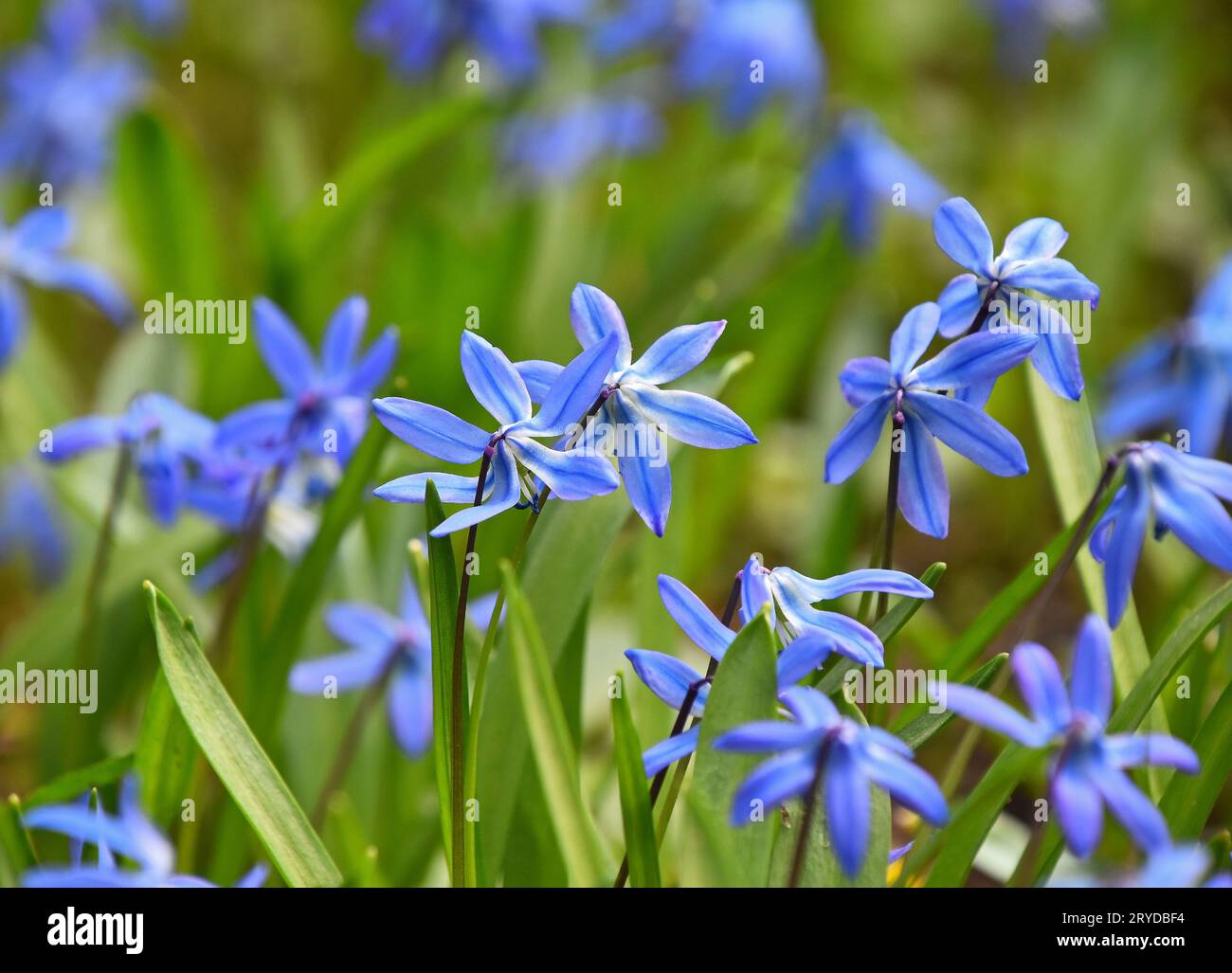 Close up field of blue spring Scilla flowers Stock Photo - Alamy