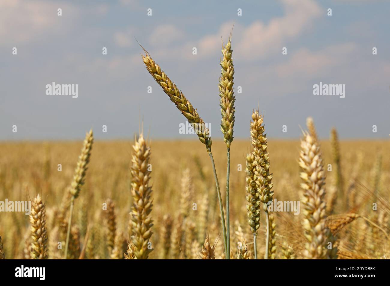 Close up wheat field under hi-res stock photography and images - Alamy