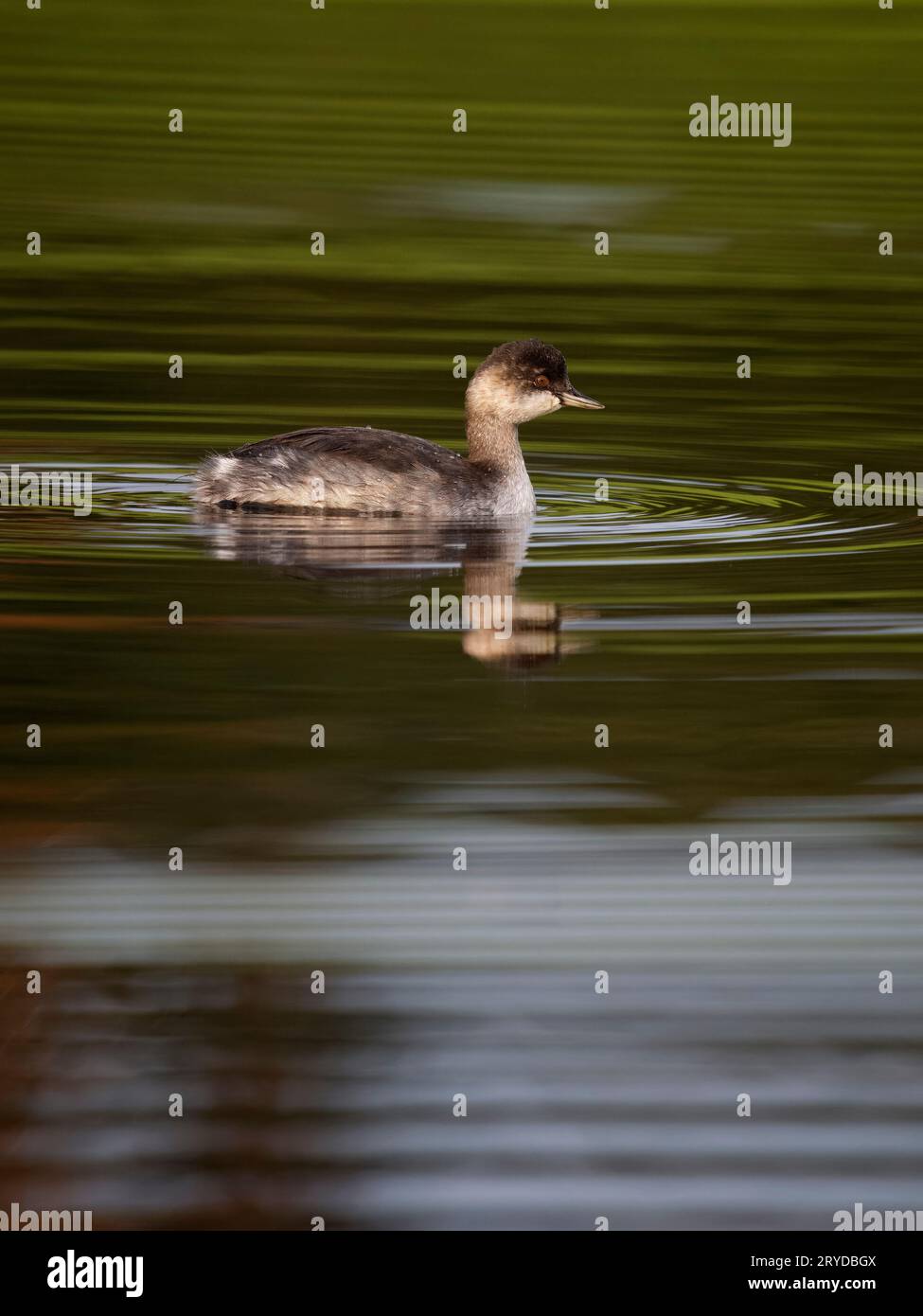 Black-necked grebe, Podiceps nigricollis, single bird in winter plumage ...