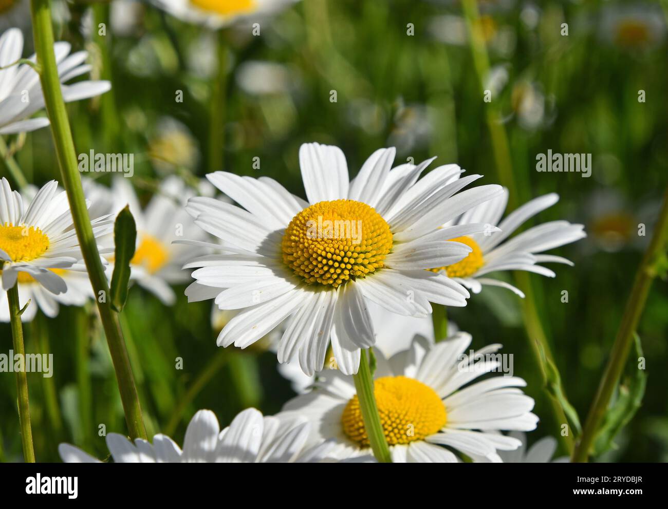 White chamomile flowers blooming hi-res stock photography and images ...