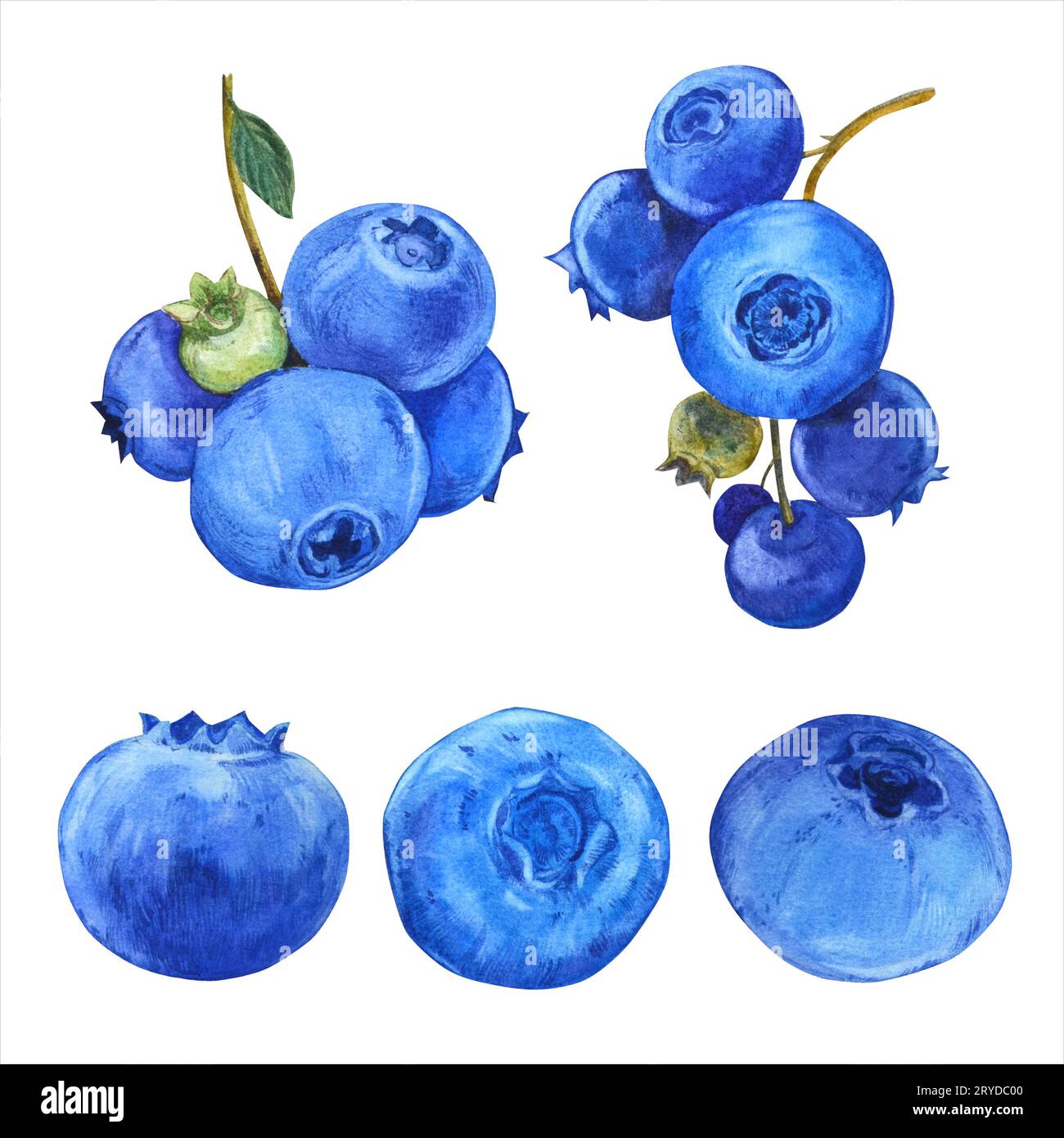 Botanical drawing blueberry hi-res stock photography and images - Alamy