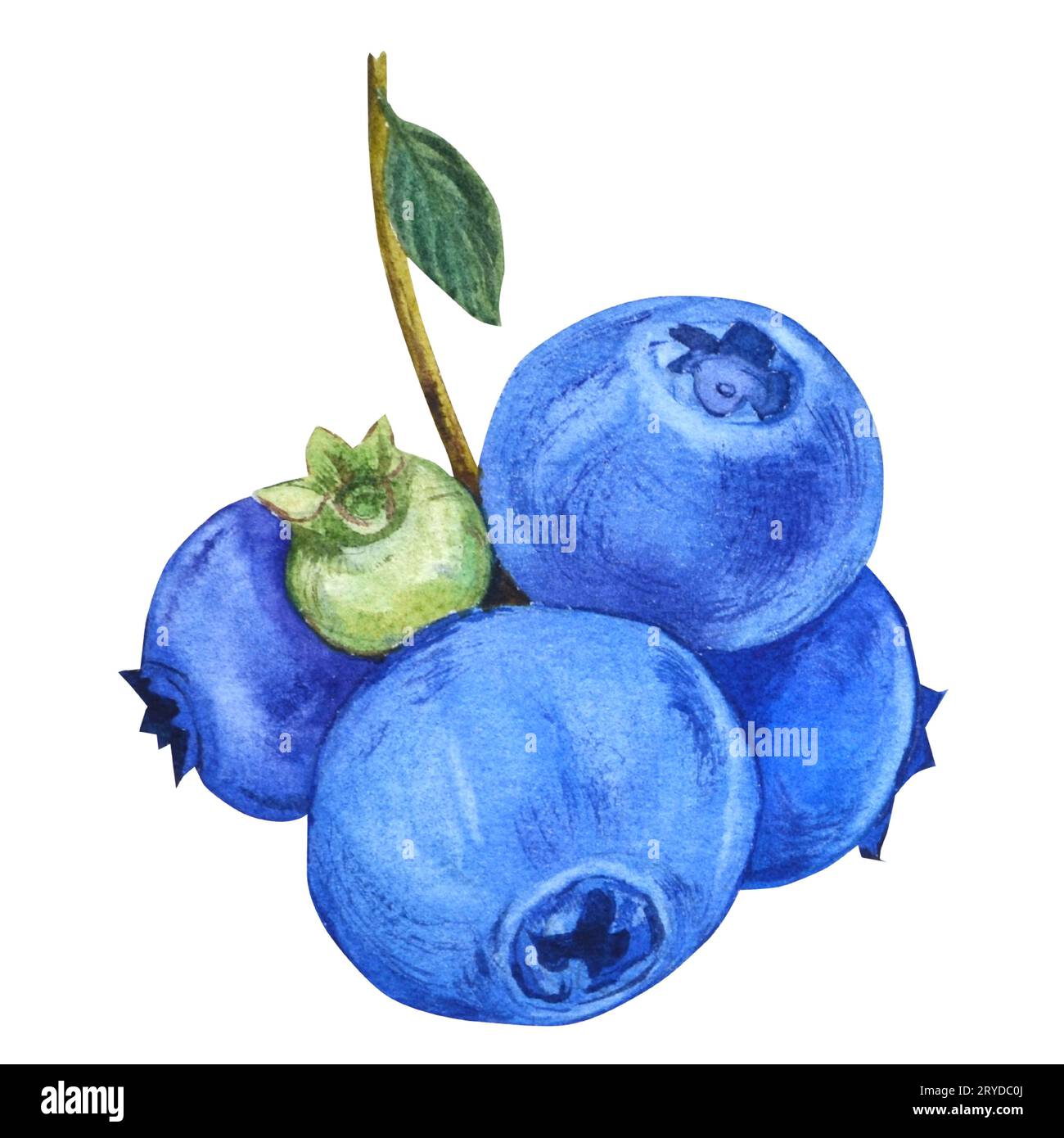 Botanical drawing blueberry hi-res stock photography and images - Alamy