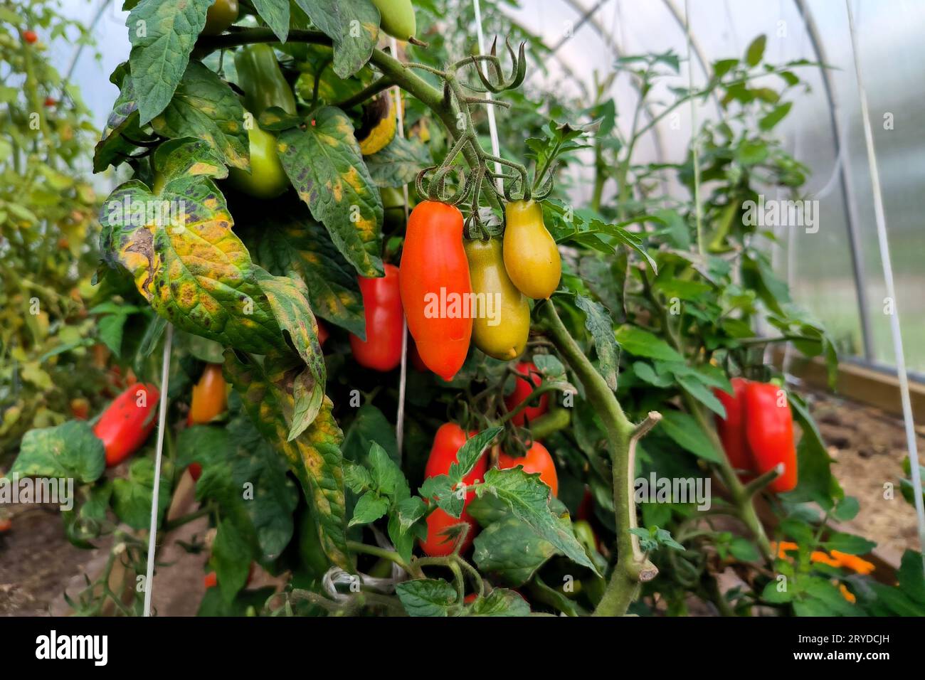 Russian Federation, Leningrad region, near the city of St. Petersburg ...