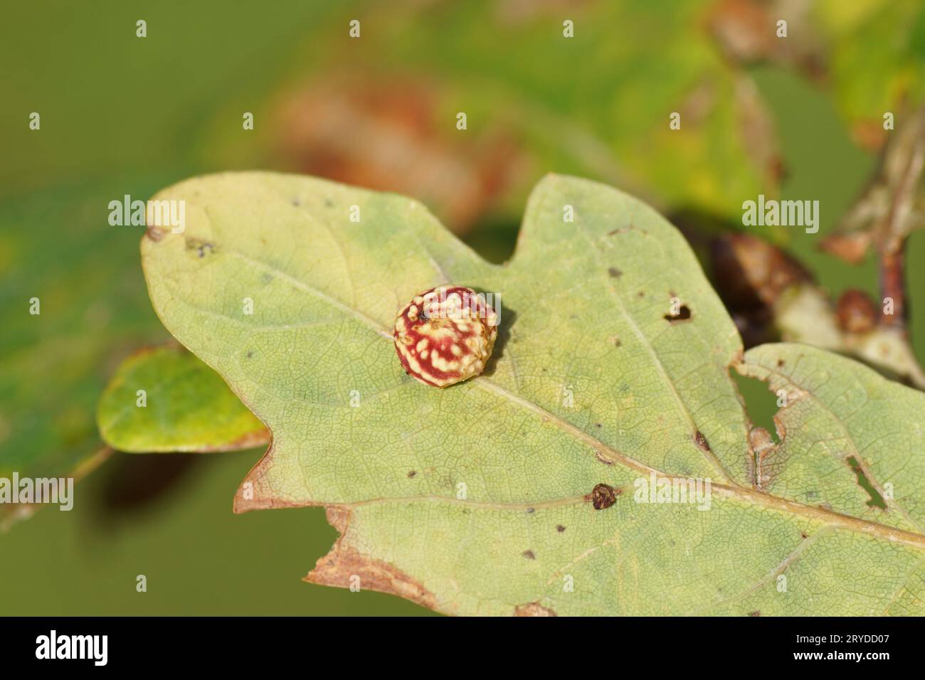 Striped Pea Gall of the gall wasp Cynips longiventris on an oak leaf ...