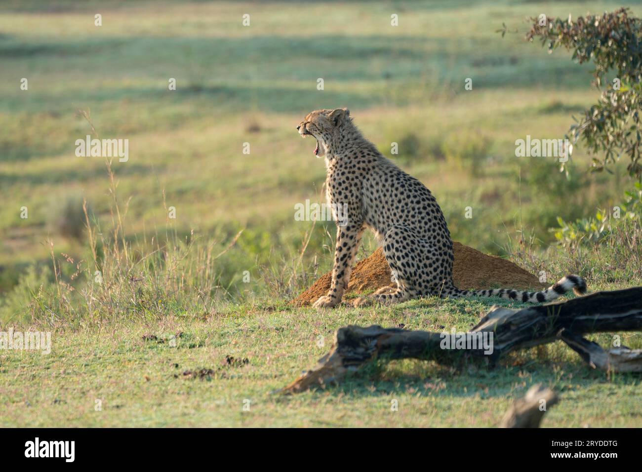 Gepard sitzt im Busch und reiÃŸt das Maul weit auf Stock Photo - Alamy