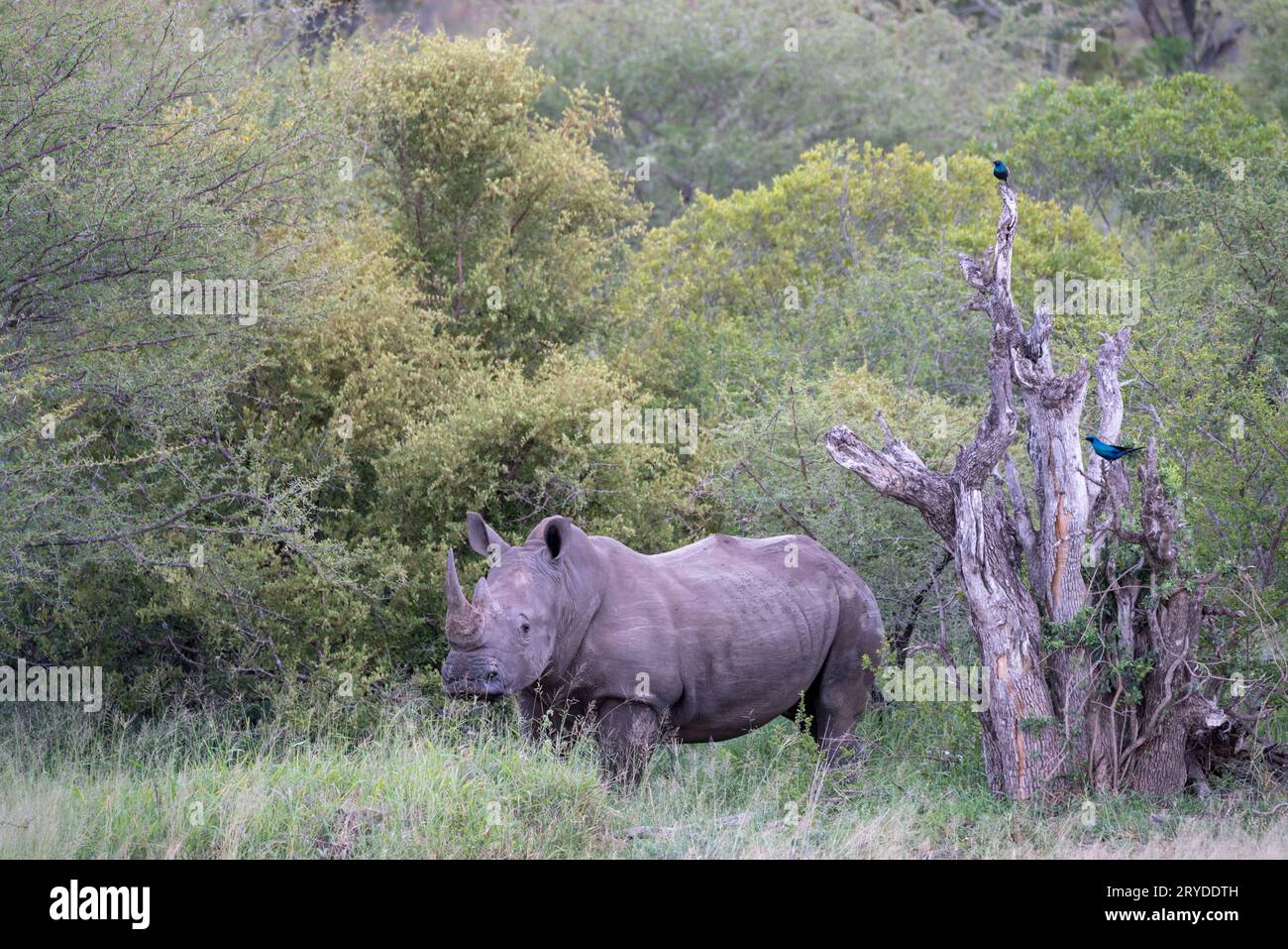 Nashorn in sa dafrika hi-res stock photography and images - Alamy