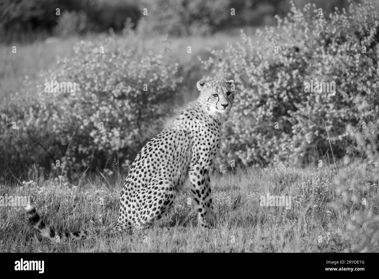 Gepard Black and White Stock Photos & Images - Alamy
