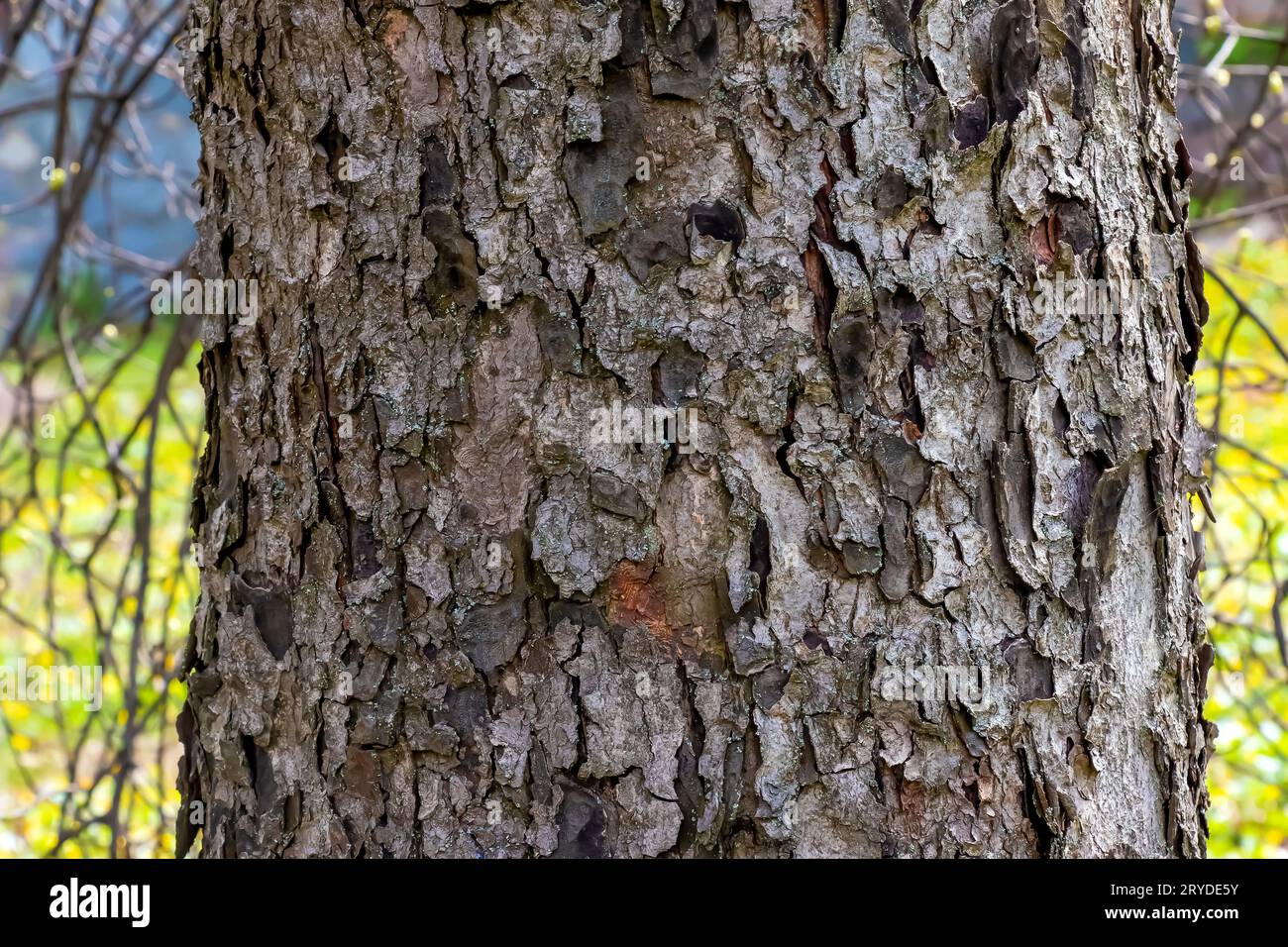 Rowan bark close-up. The texture of the trunk of Sorbus torminalis L ...