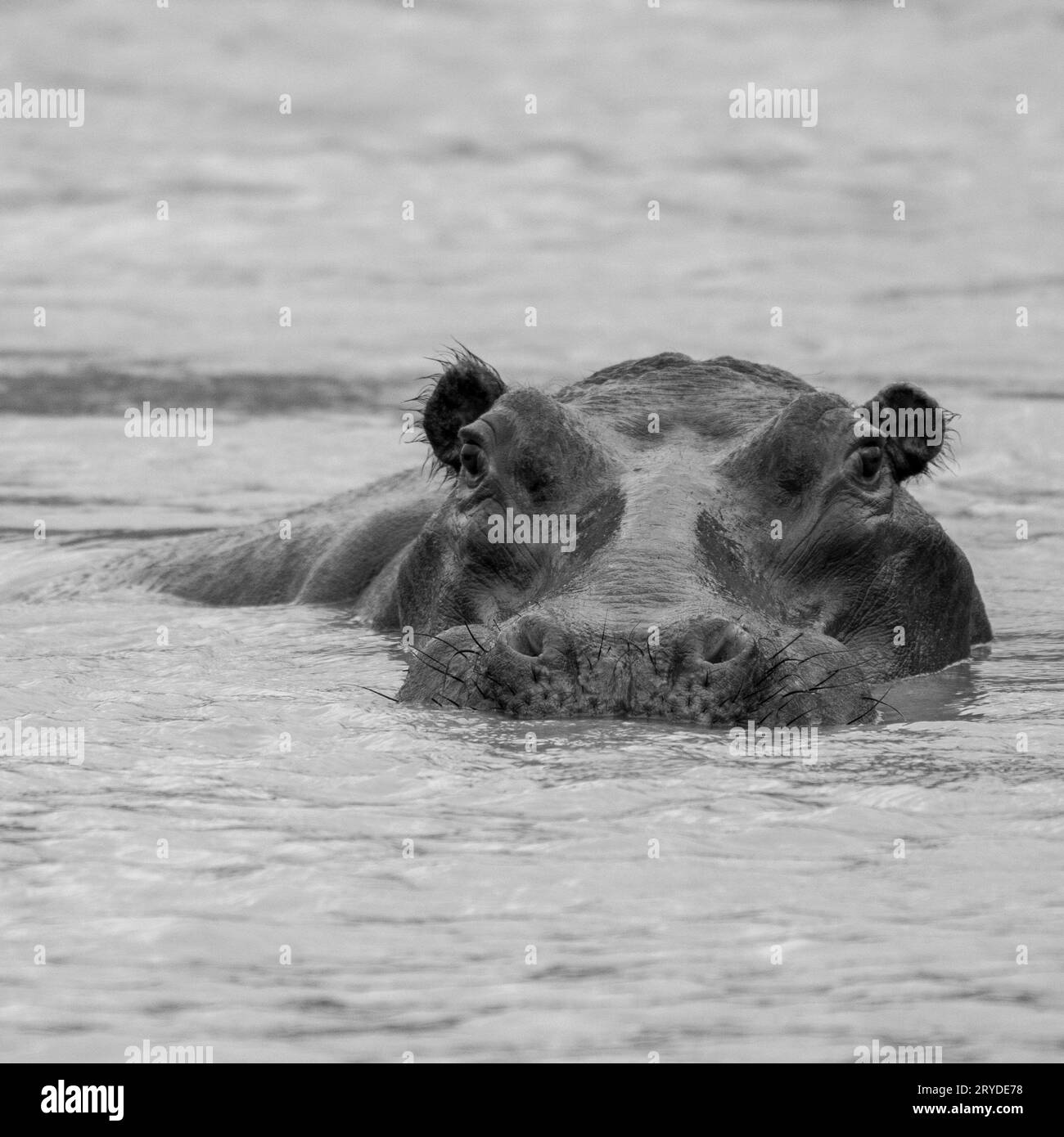 Fluss in afrika Black and White Stock Photos & Images - Alamy
