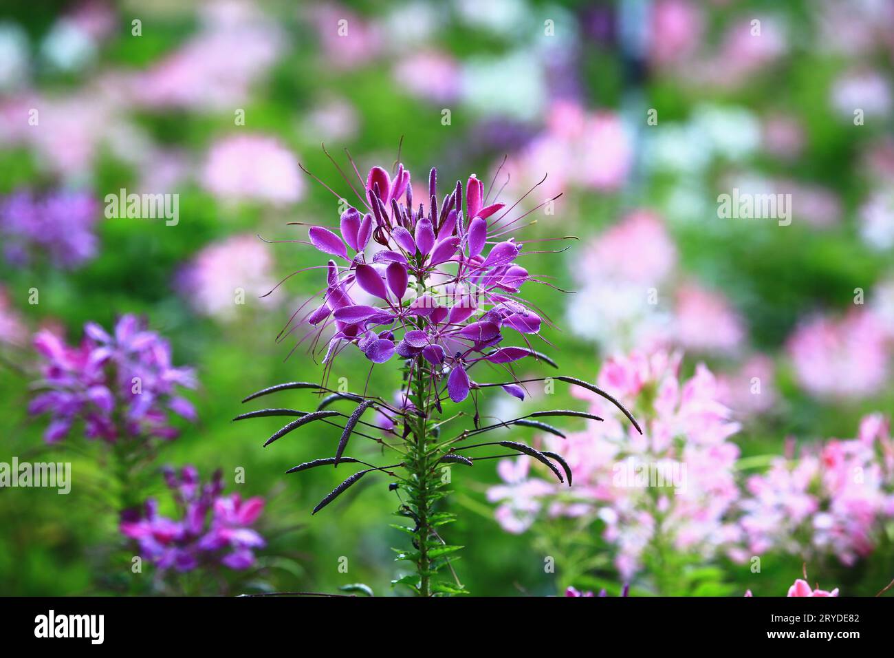 Spiny spiderflower hi-res stock photography and images - Alamy