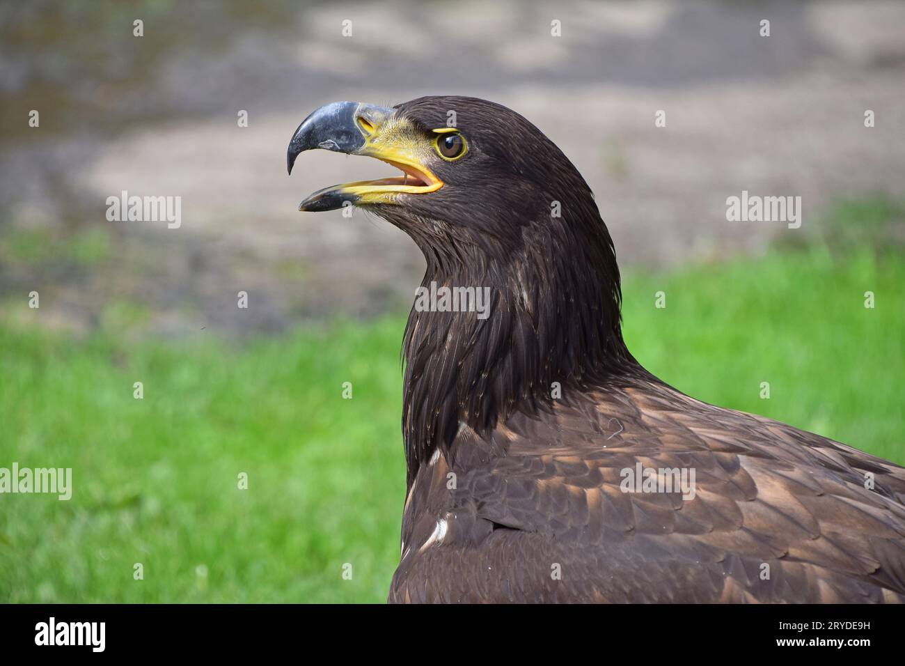 Golden eagle side view hi-res stock photography and images - Alamy