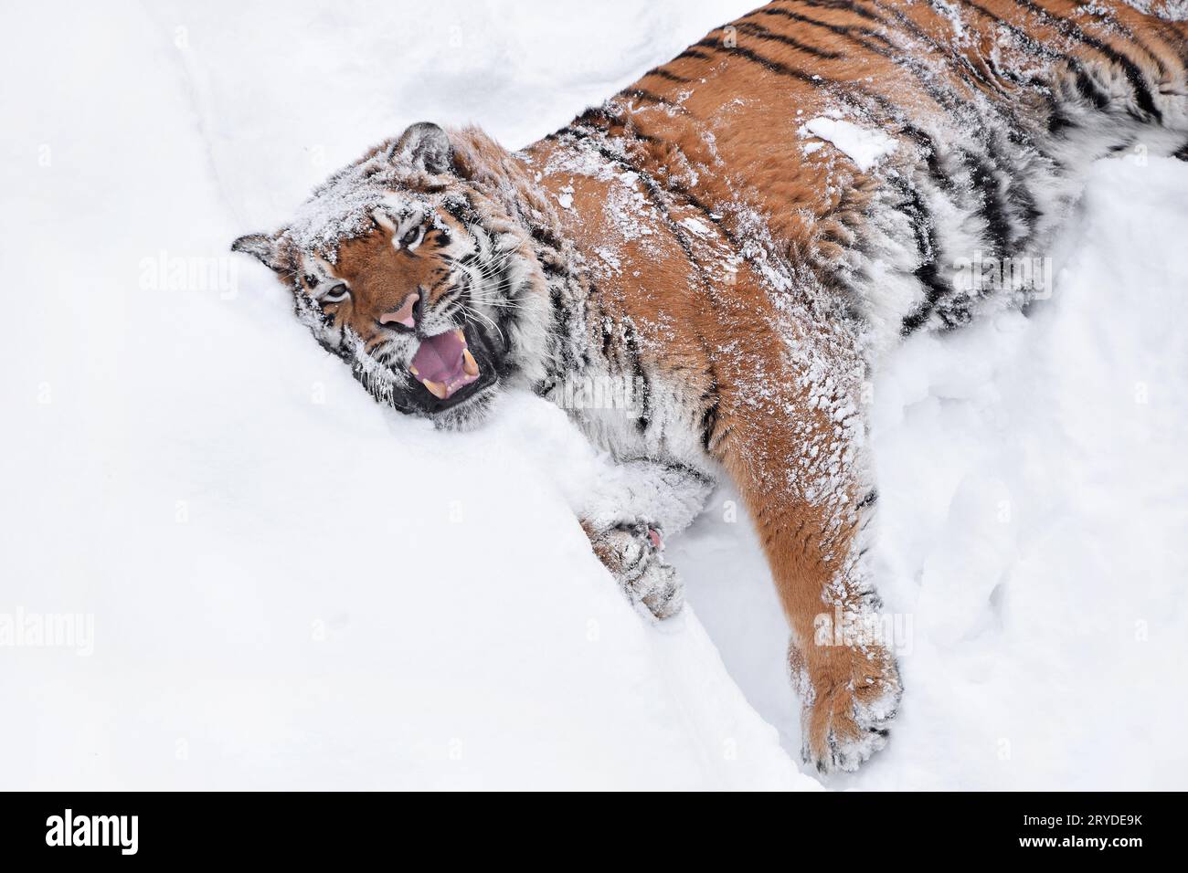 Siberian tiger playing in white winter snow Stock Photo - Alamy