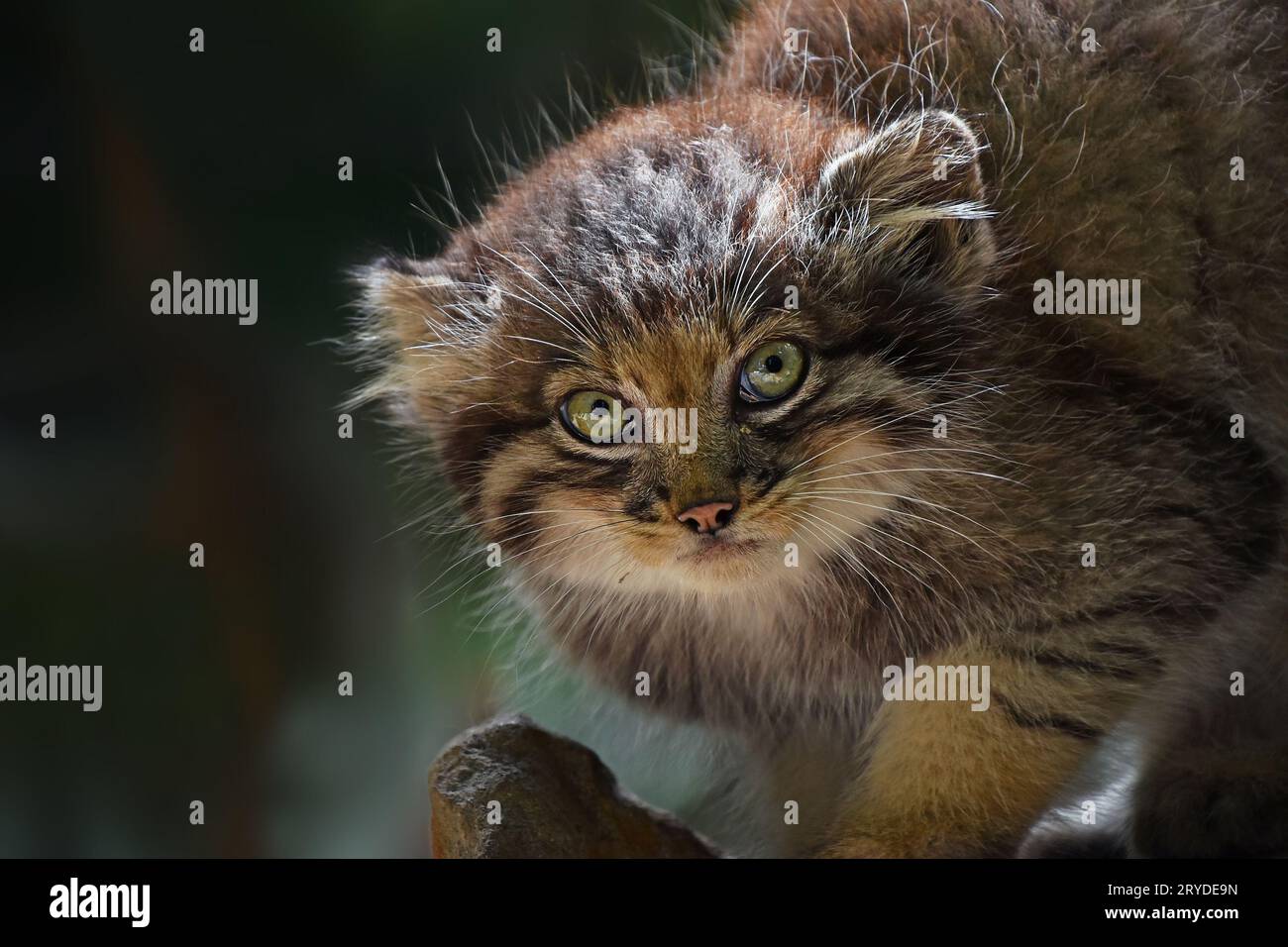Manul hi-res stock photography and images - Alamy