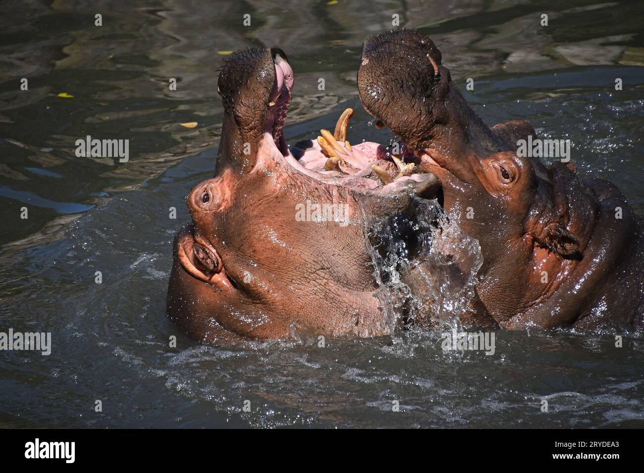 Couple of hippos swim and play in water Stock Photo - Alamy