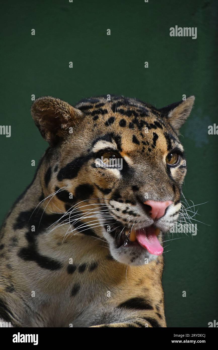 Clouded leopard cat hi-res stock photography and images - Alamy