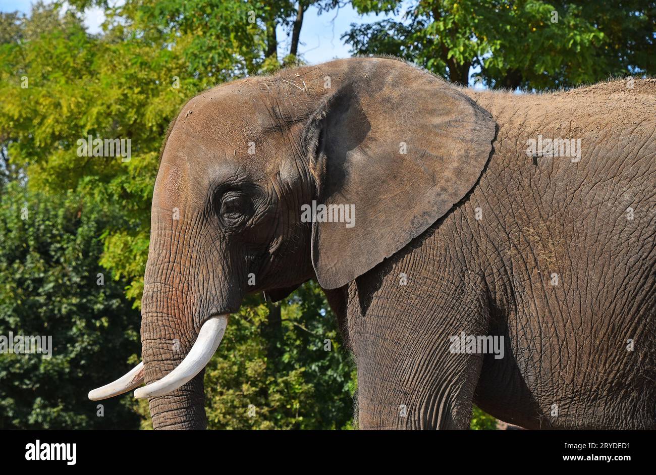 African elephant side view hi-res stock photography and images - Alamy