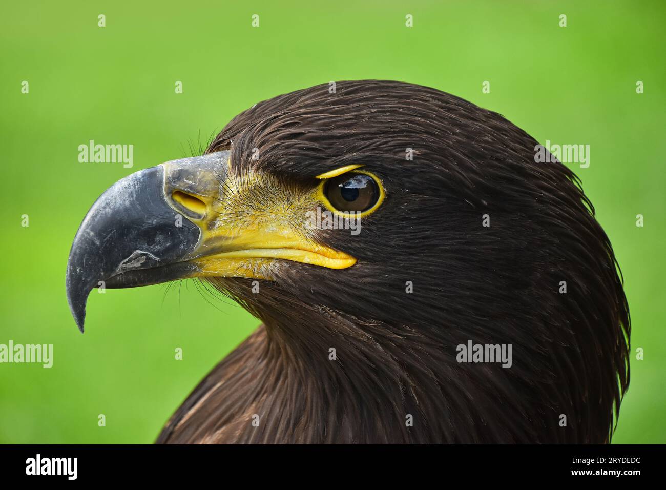 Golden eagle side view hi-res stock photography and images - Alamy