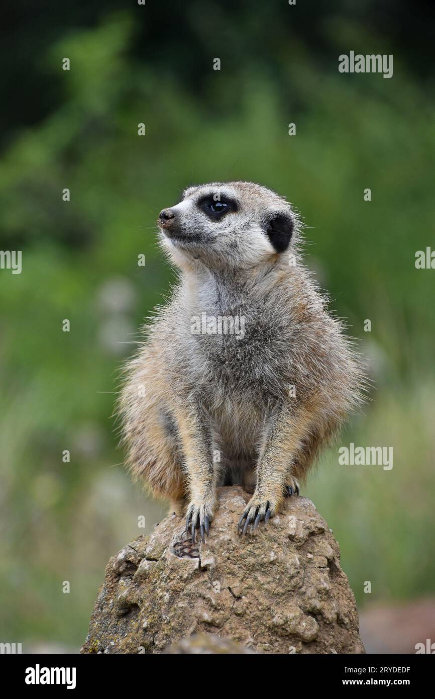 Looking alerted hi-res stock photography and images - Alamy