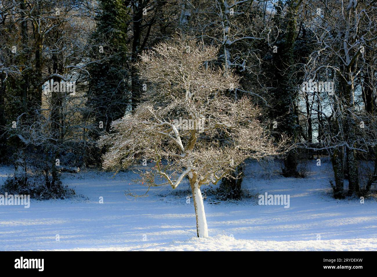 frosted tree and winter woodland Stock Photo - Alamy