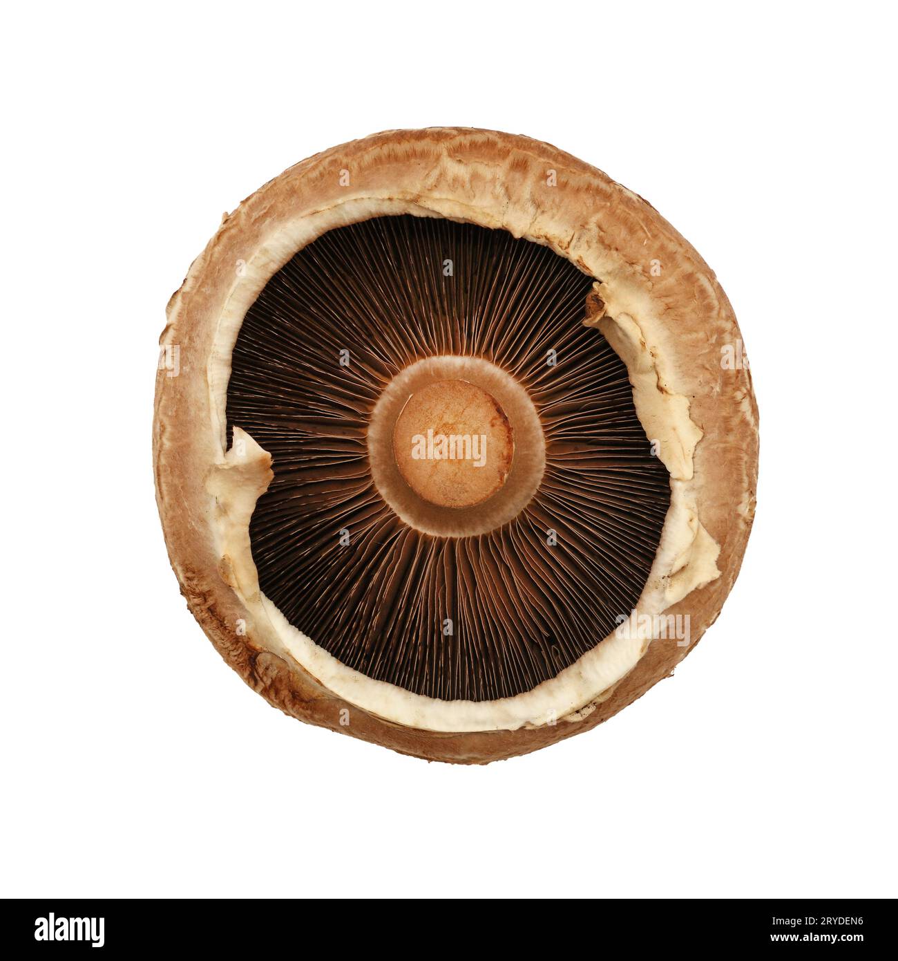 One big fresh portobello mushroom hi-res stock photography and images ...