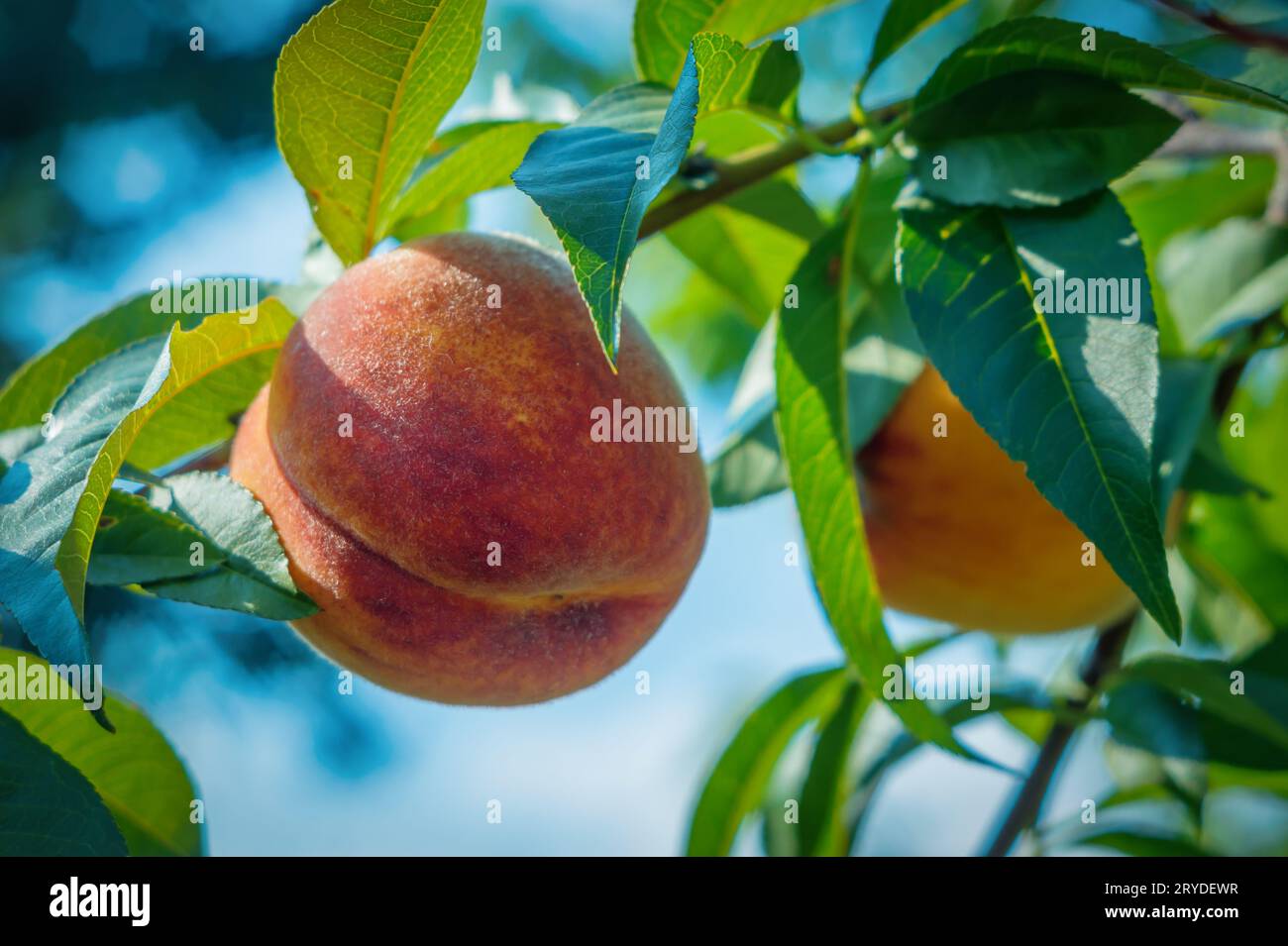 Close up peach Stock Photo - Alamy