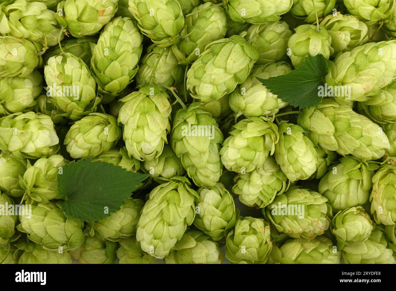 Close up view of green leaves hi-res stock photography and images - Alamy