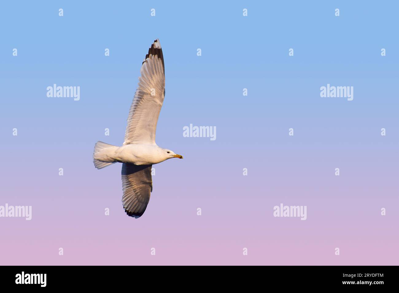 Close up seagull flying hi-res stock photography and images - Alamy