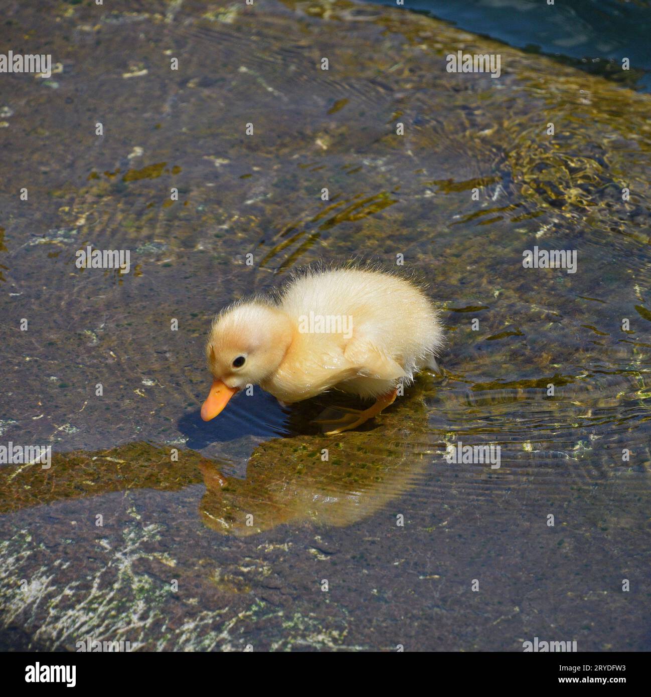 Close up little yellow duckling in blue water Stock Photo - Alamy