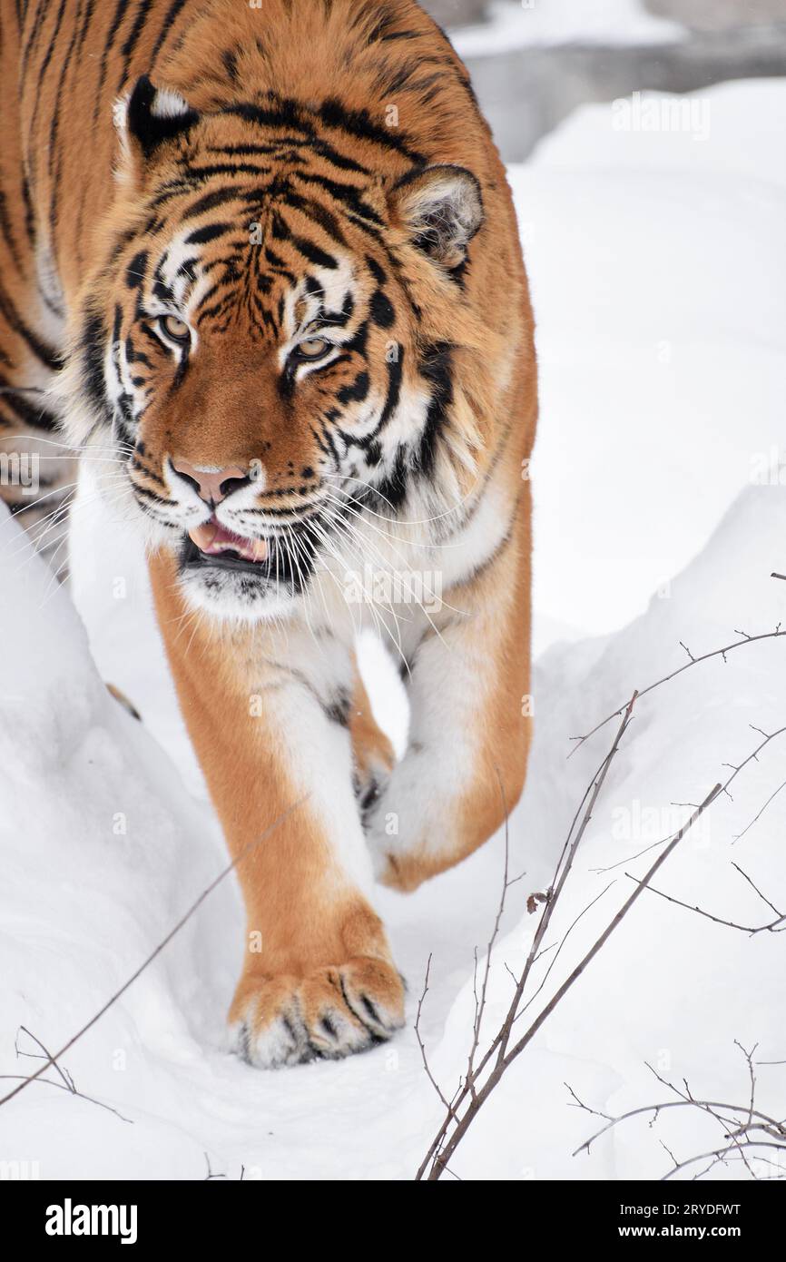 Siberian tiger in winter hi-res stock photography and images - Alamy