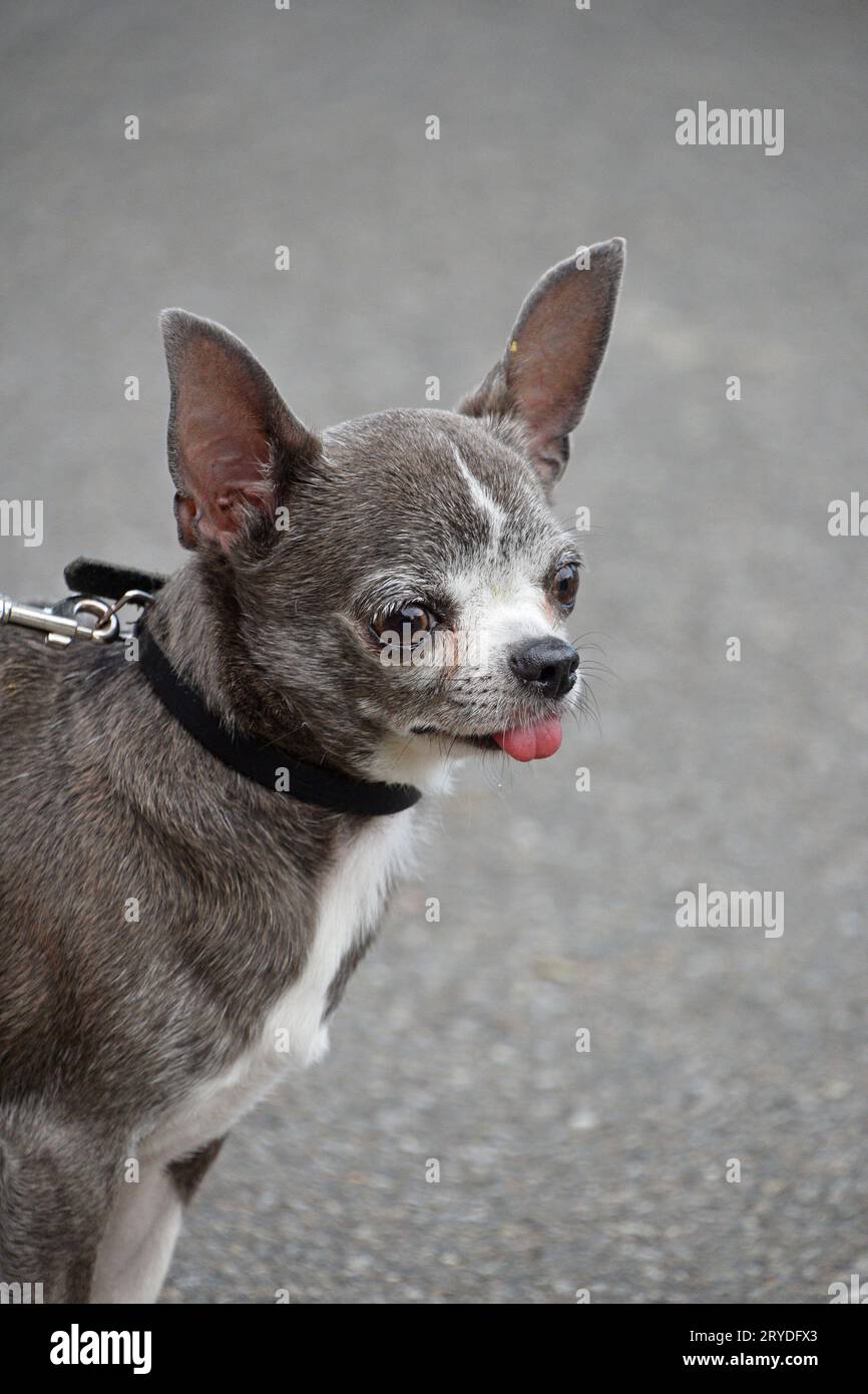 Profile chihuahua hi-res stock photography and images - Alamy