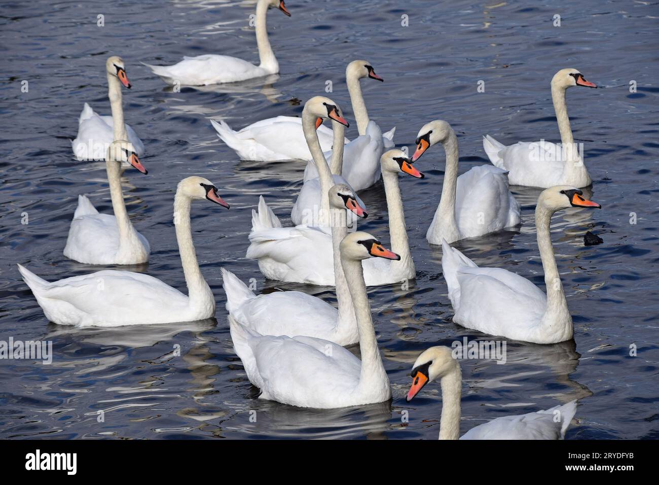 Close up water ripples in hi-res stock photography and images - Alamy