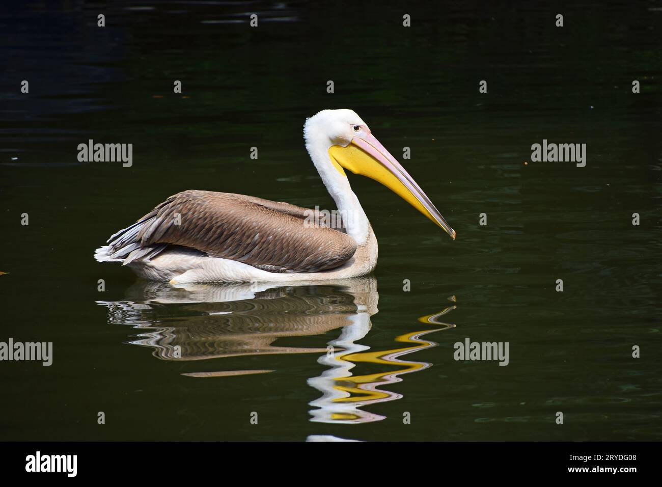 Close up one pelican swims and rows in water Stock Photo - Alamy