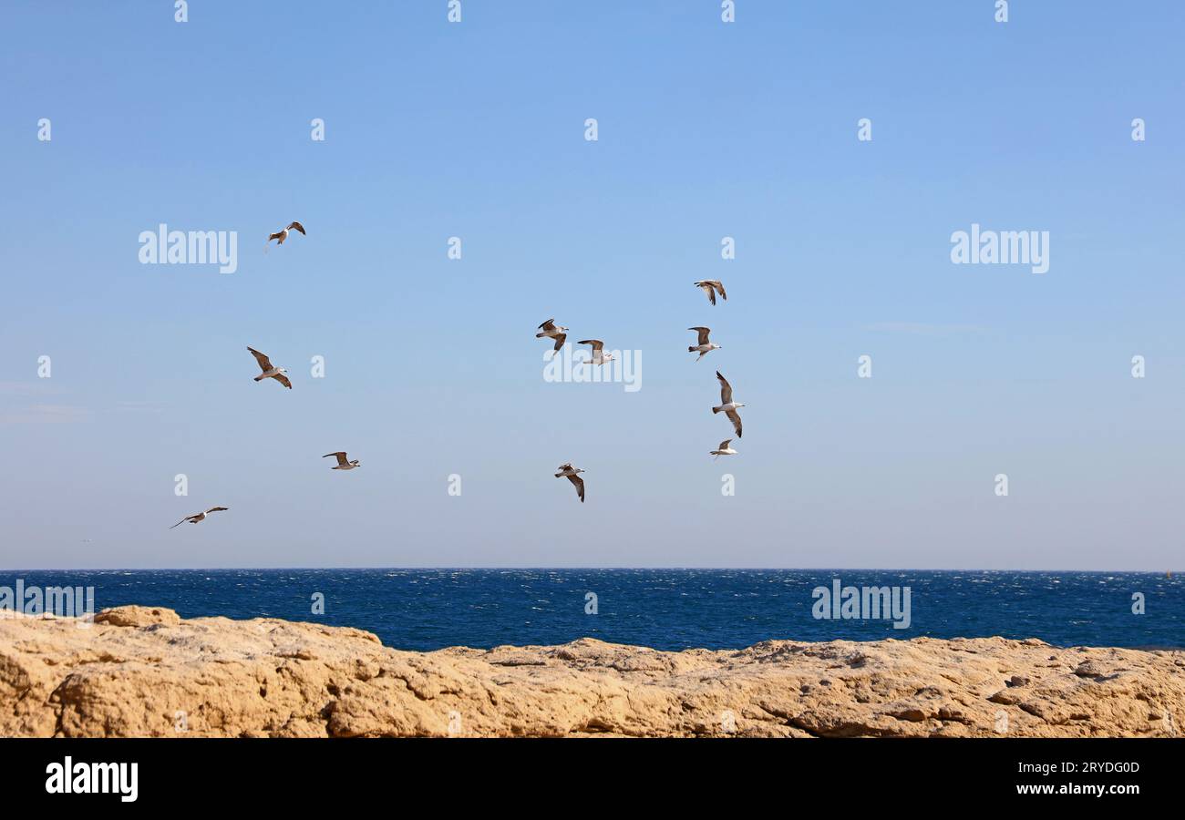 Gulls in sky hi-res stock photography and images - Alamy