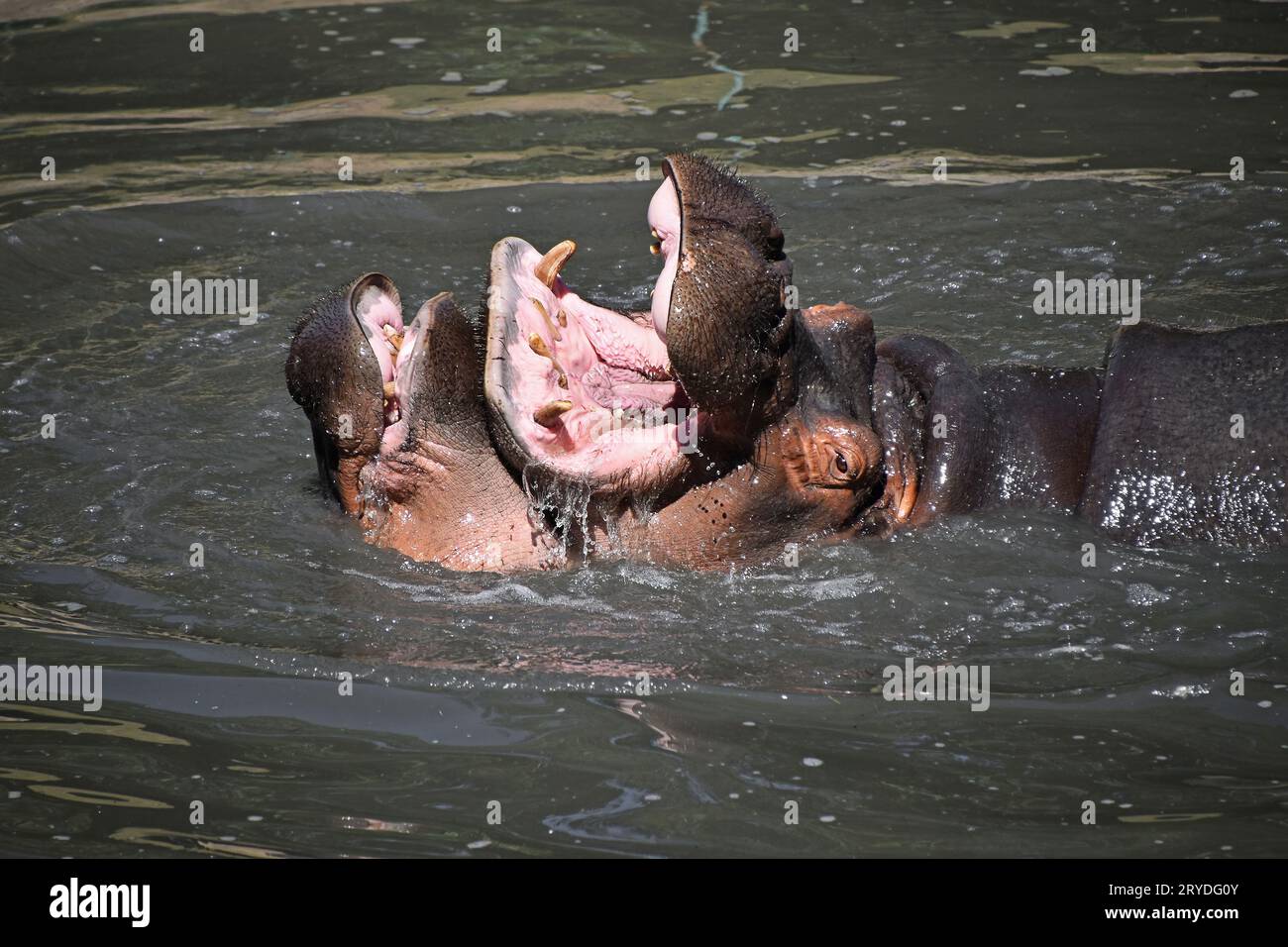 Couple of hippos swim and play in water Stock Photo - Alamy