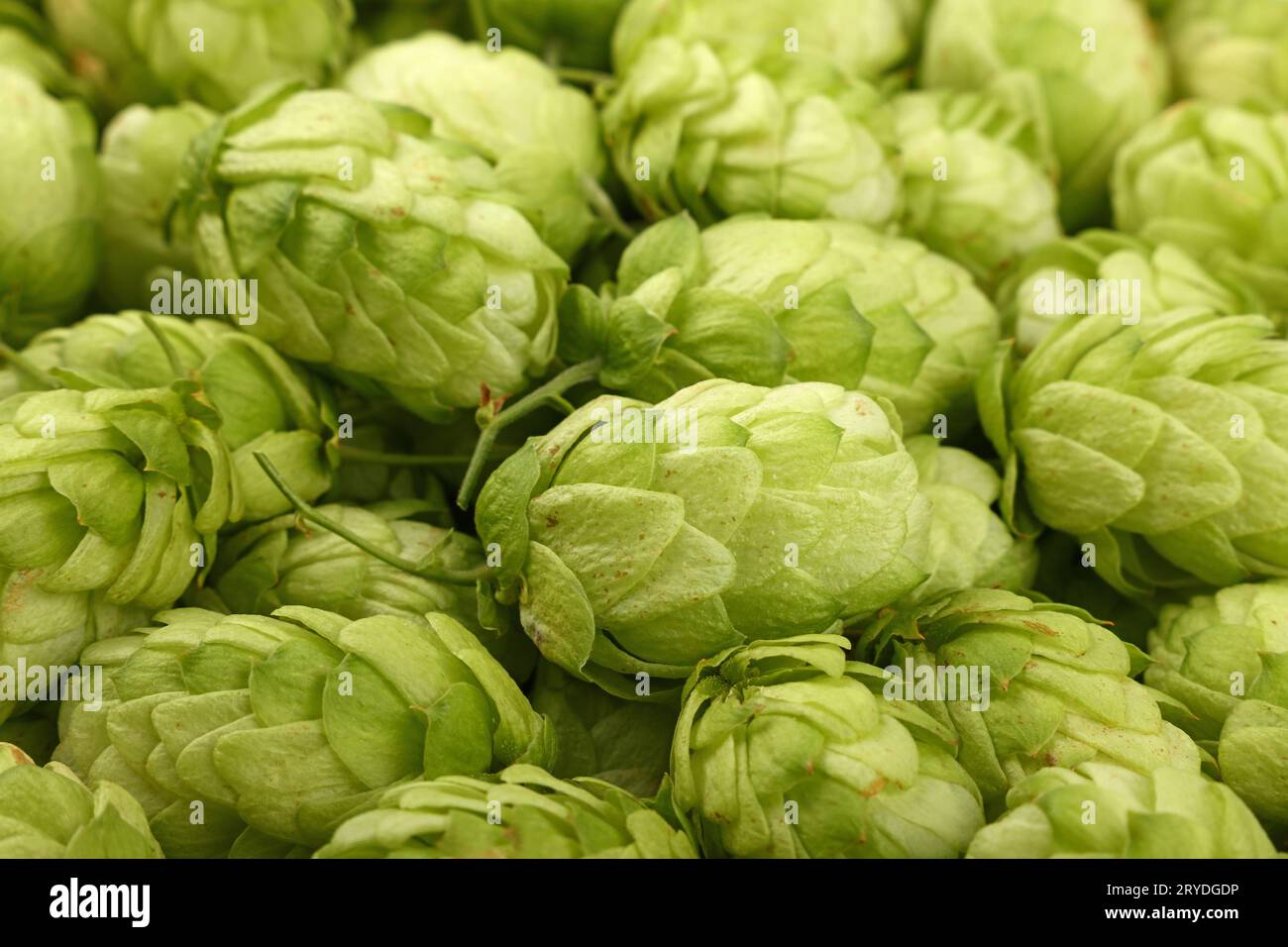 Hops flowers close up hi-res stock photography and images - Alamy