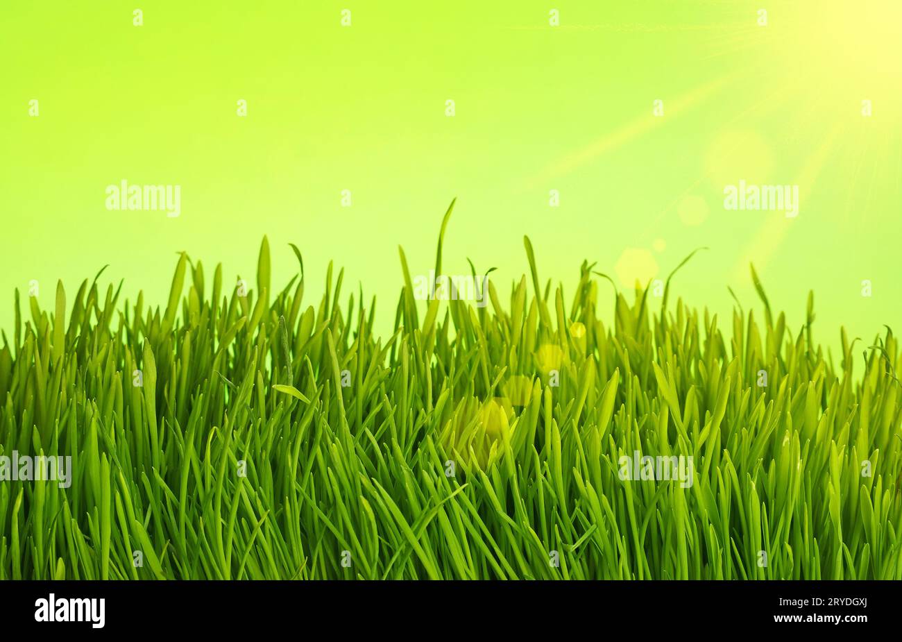 Background meadow grass close up hi-res stock photography and images ...