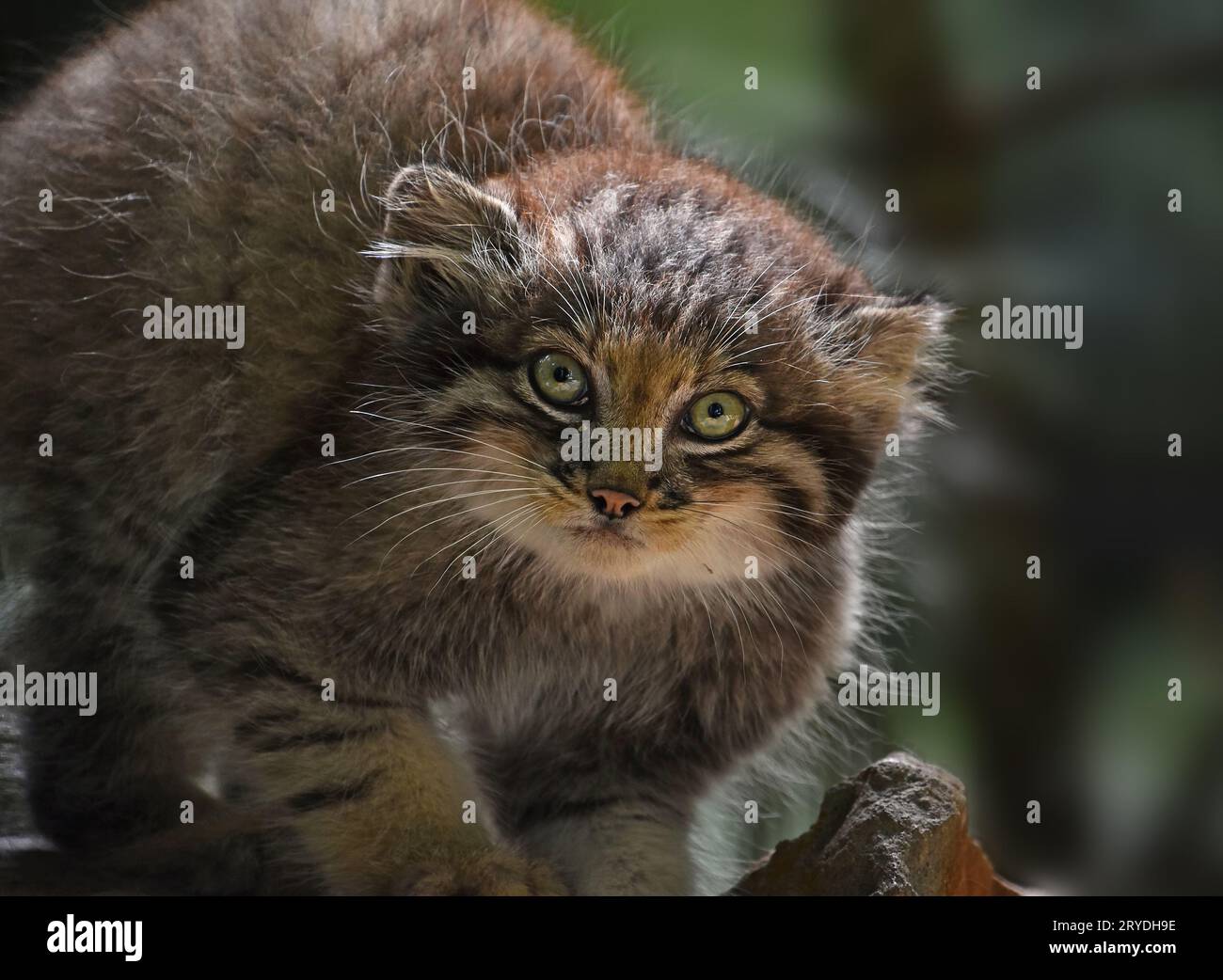 Manul hi-res stock photography and images - Alamy