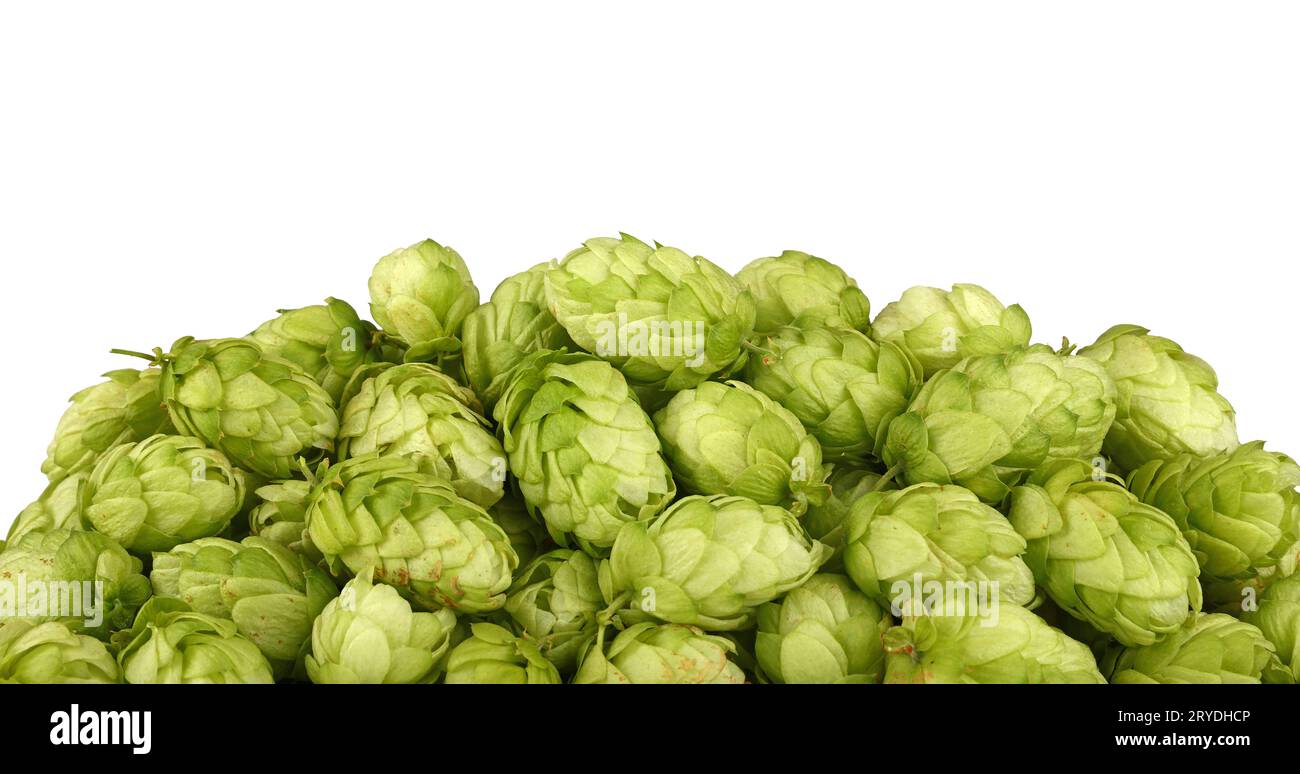 Close up fresh hop cones hi-res stock photography and images - Alamy