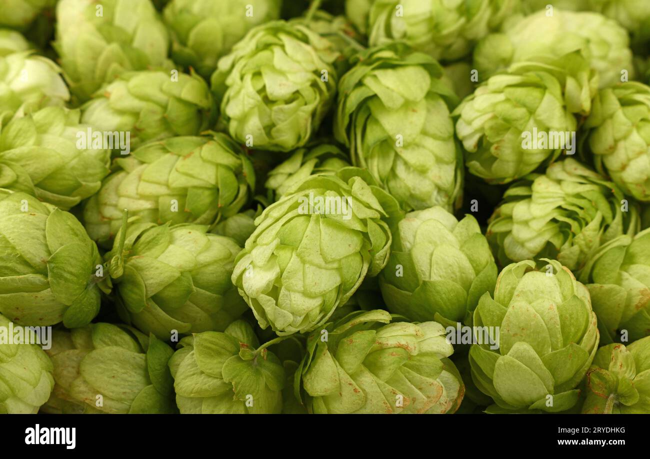 Green fresh cones hops hi-res stock photography and images - Alamy