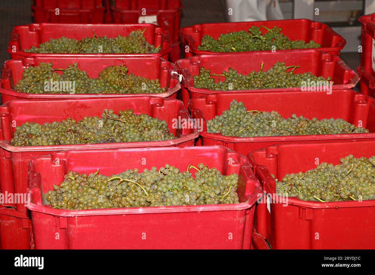 Ripe bunches of white grape in red plastic boxes Stock Photo - Alamy