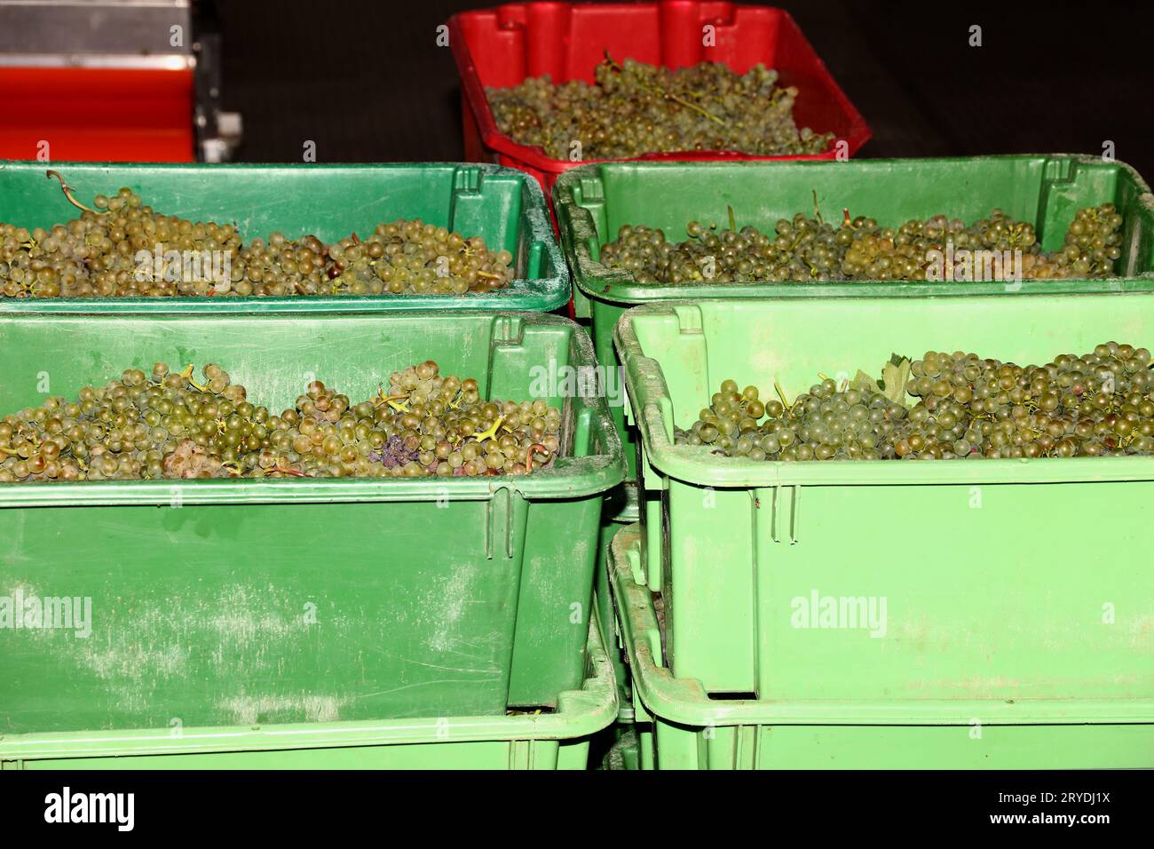 Ripe bunches of white grape in red plastic boxes Stock Photo - Alamy