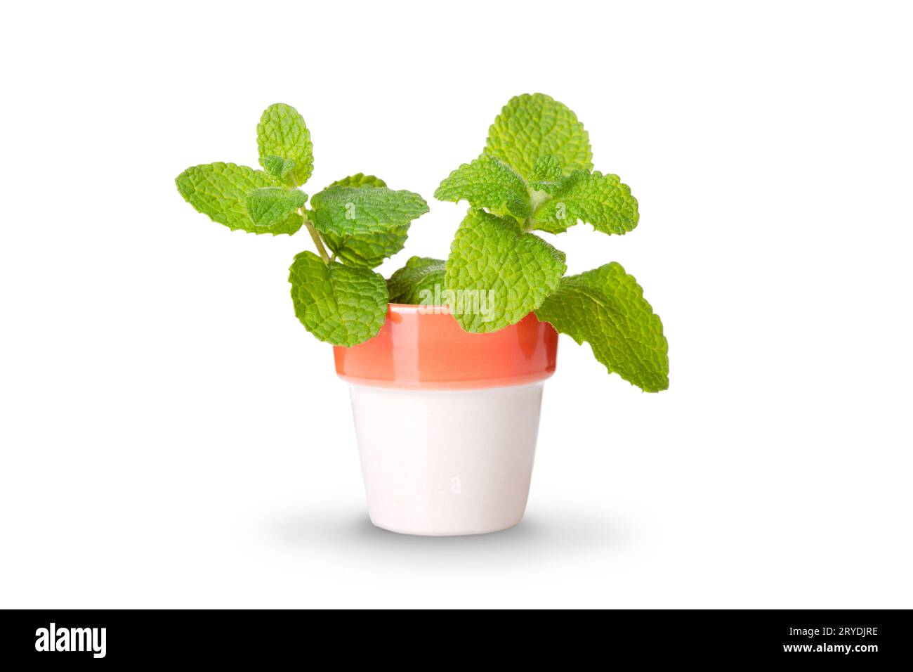 Peppermint on pot isolated on white background Stock Photo - Alamy