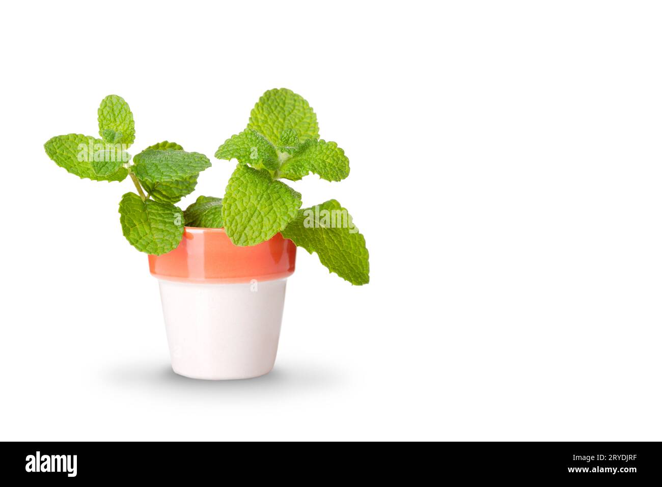 Peppermint pot garden hi-res stock photography and images - Alamy